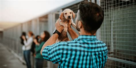 Jak Adoptować Psa Lub Kota Warunki Koszt Przygotowanie Do Adopcji