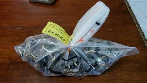 Germinated Oil Palm Seed At Best Price In Kuala Lumpur Agroweld Trading Malaysia