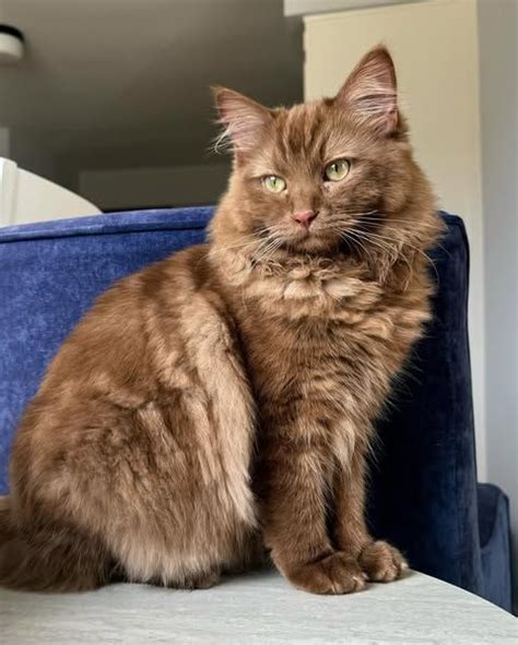 Cat With Long Fur Chestnut Brown Cat Cinnamon Brown Cat