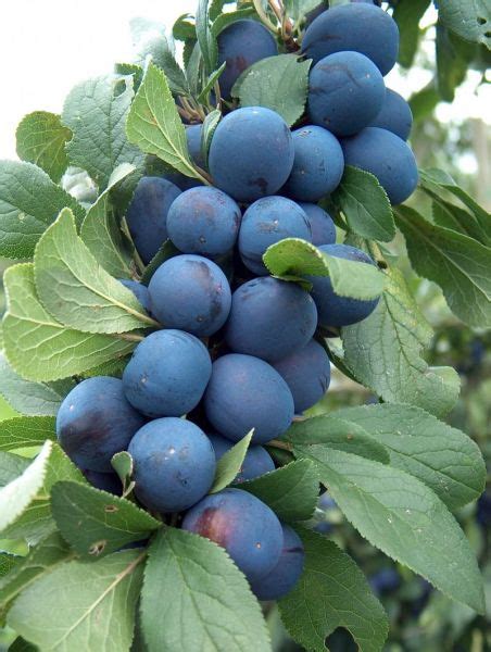 Plum Blue Damson Nutcracker Nursery And Tree Farm