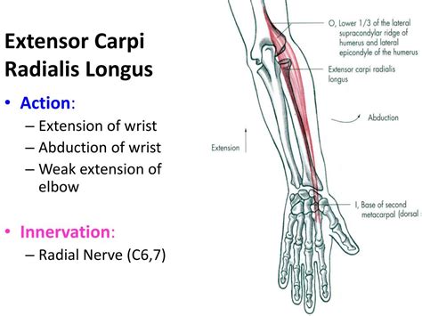 Ppt Muscles Of The Forearm Powerpoint Presentation Free Download