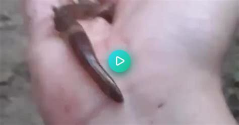 Its A Worm Album On Imgur