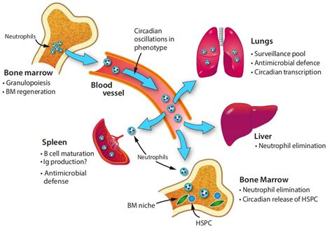 中性粒细胞难捕获？看新格元给您答案！ 知乎