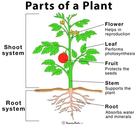Diagram Of Plant And Its Parts Tutorial Diagram Parts Of Pla