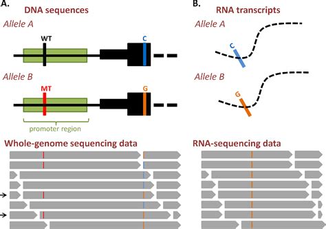 Figure 1 From The Search For Cis Regulatory Driver Mutations In Cancer
