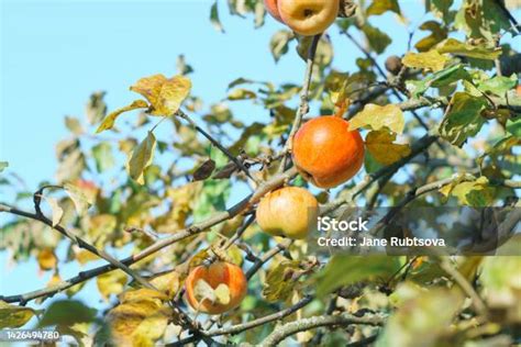 푸른 하늘에 대한 가을의 사과 나무에 붉은 노란색 사과가있는 가지 사과의 익은 육즙이 많은 과일 가을에 대한 스톡 사진 및 기타 이미지 Istock
