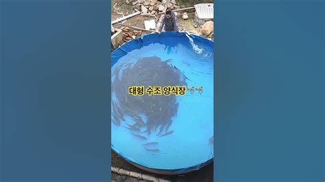 대형 수조 양식장 풀장 물놀이 제품 추천 Youtube