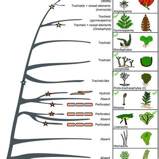 A Coconut Palm Root System Exposed By The Erosion Of Beach Sand During Download Scientific