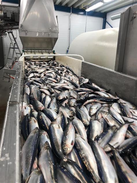 Vishandel Schuitemaker Sassenheim Sassenheim