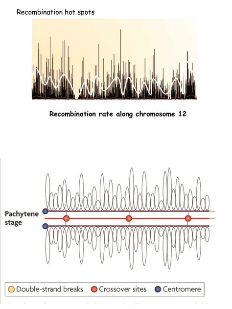 Ppt Recombination And Mapping Cont D Powerpoint Presentation