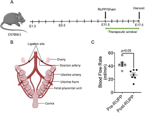 Refined Rupp Model In C57bl6j Mice A Diagram Illustrates The