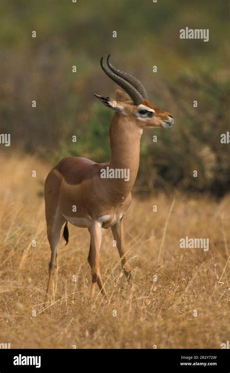 Giraffe Gazelle Gerenuks Litocranius Walleri Gerenuk Gerenuks Gazelles Ungulates Even