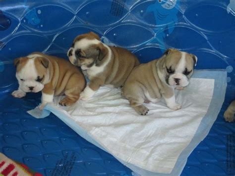 Bailey Roxie And Bruce Three Cute Puppies On Blue Blanket