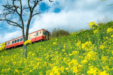 기차 유채꽃 하늘 Pixabay의 무료 사진 Pixabay