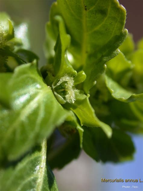 Medicinal Plants Mercurialis Annua