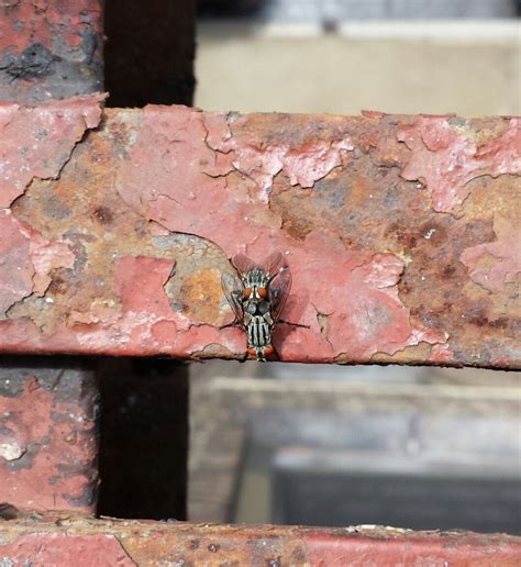 Caught These Two Humping In Public Rlol