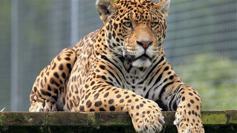 Wallpaper Animals Close Up Jaguar Front View 2560x1600 Picture Image