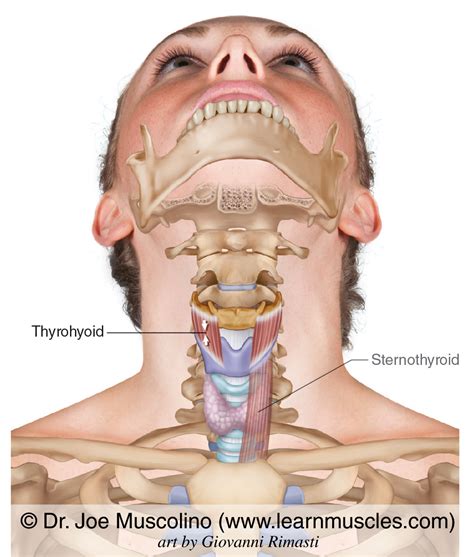 Thyrohyoid Muscle Isolated