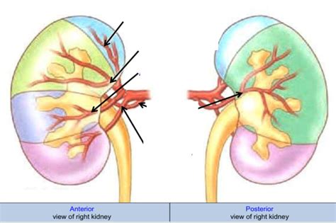 Segmental Arteries Diagram Quizlet