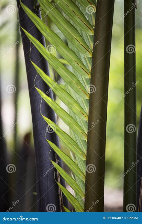 Nipa Palm Tree Stock Image Image Of Leaf Tropical Nature 32106407
