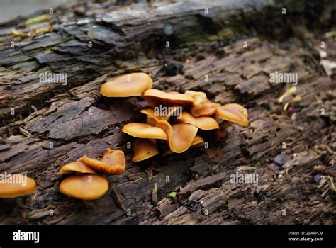 Shelf Fungus Growing On A Fallen Tree In The Woods Stock Photo Alamy