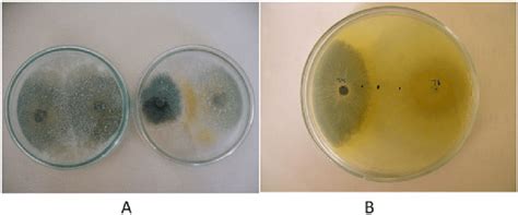 8 Strains Of Trichoderma Sp Compatible A Generation Of Secondary Download Scientific