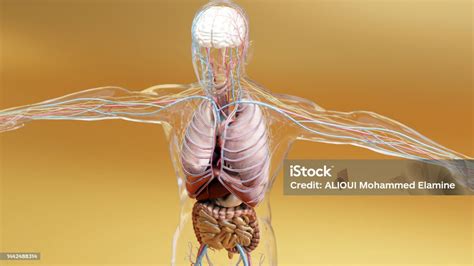 인간의 해부학 장기 뼈 크리에이티브 컬러 팔레트 및 디자이너 세부 사항 부품 3d 렌더 3차원 형태에 대한 스톡 사진 및 기타 이미지 Istock