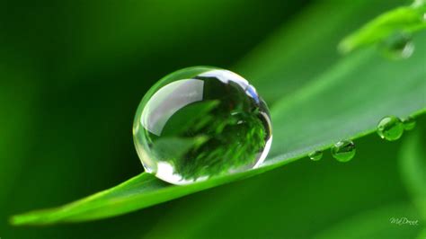 dew Archives - Writer's Craft - For all Aspiring Writers