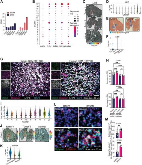 Single Cell Spatial Analysis Identifies Regulators Of Brain Tumorinitiating Cells Cancer