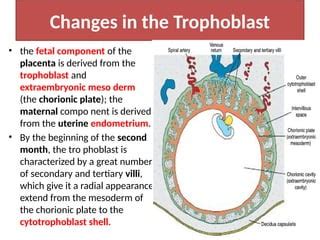Embryological Development Of Fetal Membrane And Placentapptx