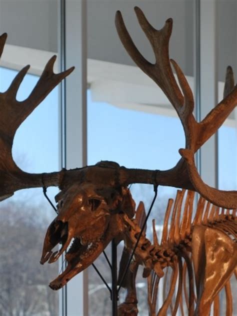 Moose Skeleton Anatomy