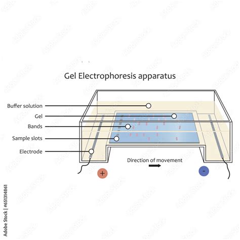 Diagram Showing Gel Electrophoresis Apparatus Labolatory Equipment