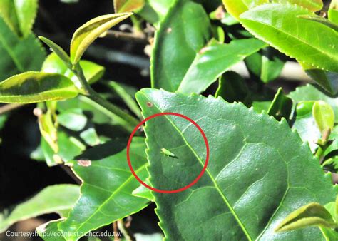 Concubine Oolong — Happy Earth Tea