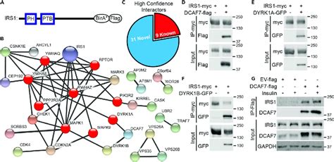 Bioid Identification Of Irs1 Proximity Interactors A Irs1 Domain Download Scientific Diagram
