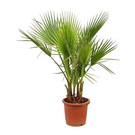 Washingtonia Robusta Mexican Fan Palm Indoor Palms Hortology