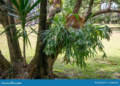 Symbiotic Relationship Between Epiphytic Orchids And Trees Mauritius Stock Image Image Of