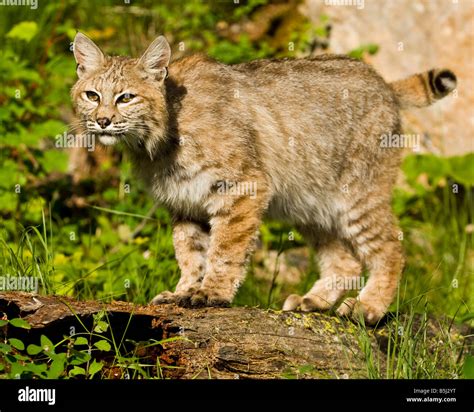 Bobcat Controlled Conditions Stock Photo Alamy