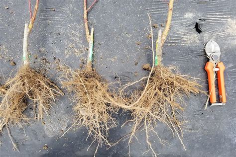 Rootstocks Play Huge Role In The Future Of Peach Production Growing