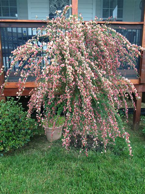 Broomstick Bush Growing Plants Flower Garden Replant