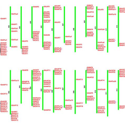 Chromosomal Distribution Of Aats In G Hirsutum L The Scale