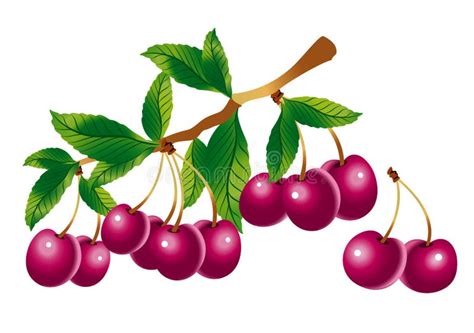 Cherry Confiture Stock Illustrations 1813 Cherry Confiture Stock