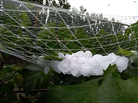 China Customized Anti Hail Net Manufacturers Suppliers And Factory Double Plastic