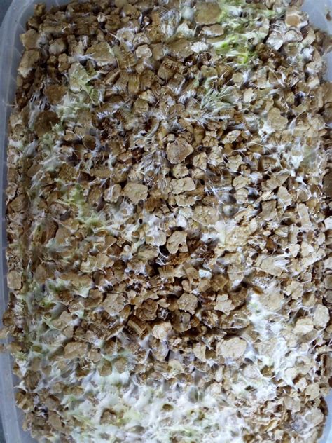 Trichoderma Mould Contamination Rmagicmushrooms