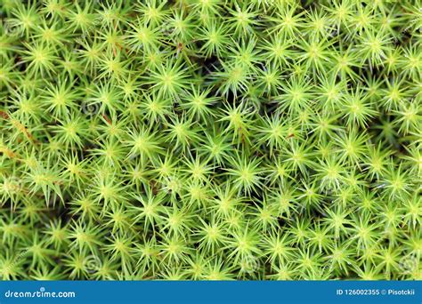 Polytrichum Commune The Background Of The Growing Moss Stock Image