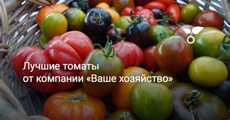 Лучшие томаты от компании «Ваше хозяйство» — Ботаничка
