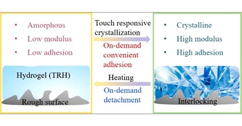 Bioinspired Touch Responsive Hydrogels For On Demand Adhesion On Rough Surfaces Acs Applied