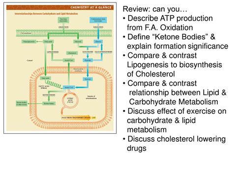 Ppt Synthesis Of Triglycerides Powerpoint Presentation Free Download