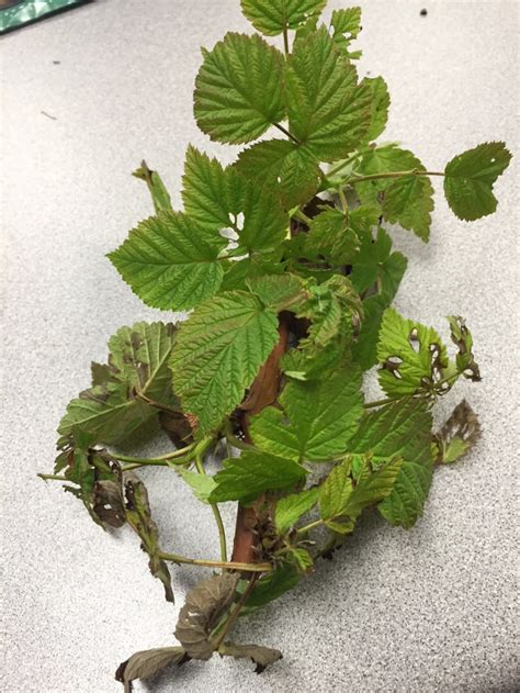 Raspberry Blight Plantdoc