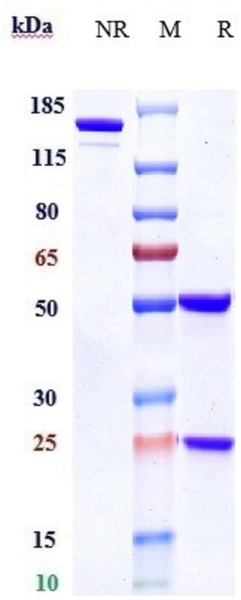 Invitrogen Daratumumab Recombinant Monoclonal Antibody 1 Mg