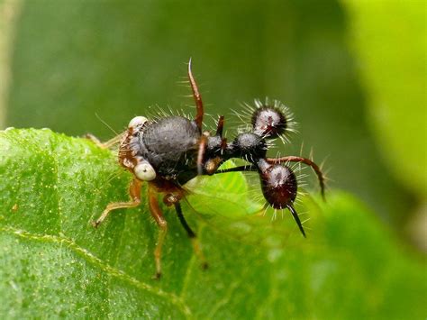 Ant Mimicking Treehopper Cyphonia Clavata Membracidae Ants